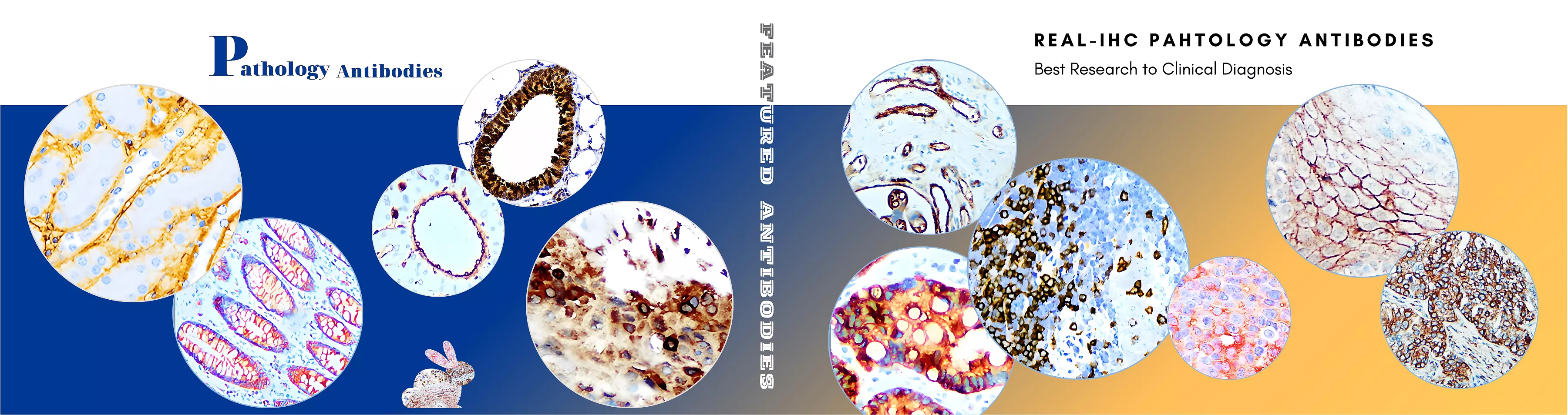 iReal Biotechnology, Inc. | iReal Biotechnology, Inc.