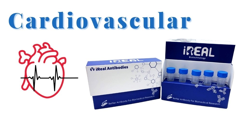 Cardiovascular Antibody Panel (IRAP5006) | iReal Biotechnology, Inc.