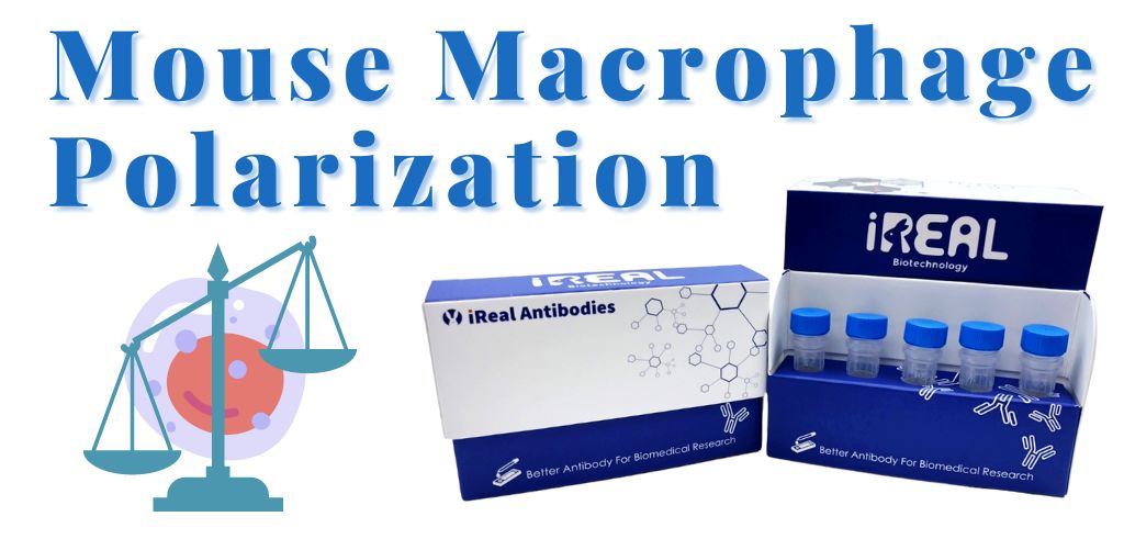 Mouse Macrophage Polarization Antibody Panel (IRAP5021) | iReal ...