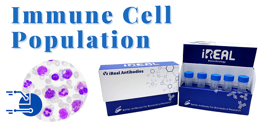 Immune Cell Population Antibody Panel (IRAP5024) | iReal Biotechnology ...