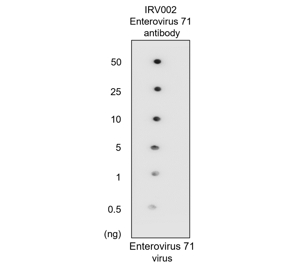 Enterovirus 71 / EV71 antibody (IRV002) | iReal Biotechnology, Inc.