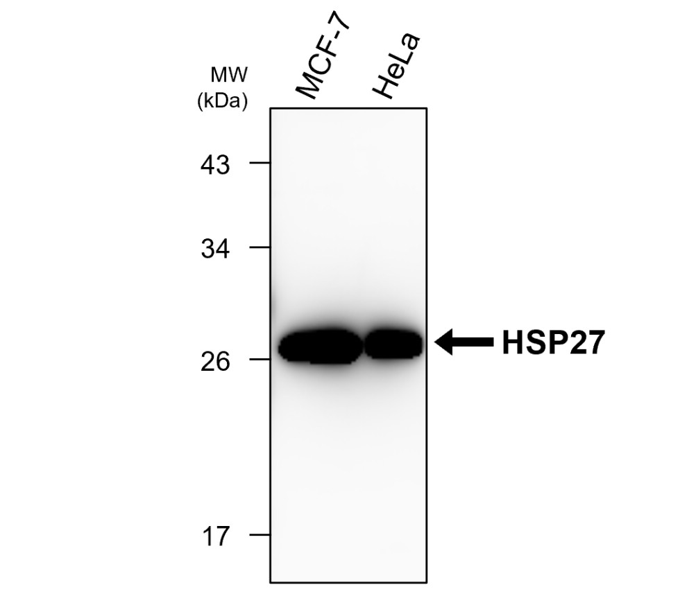HSP27 antibody [9C2] (IRM209) | iReal Biotechnology, Inc.