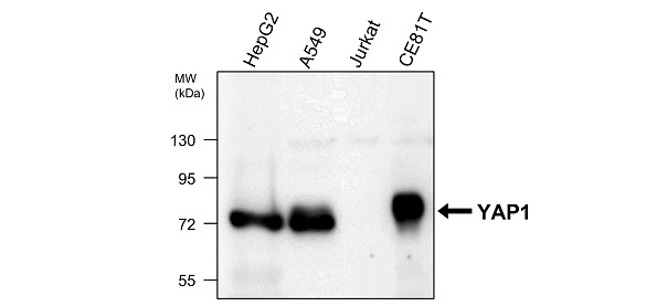 YAP1 antibody (IR290-956) | iReal Biotechnology, Inc.