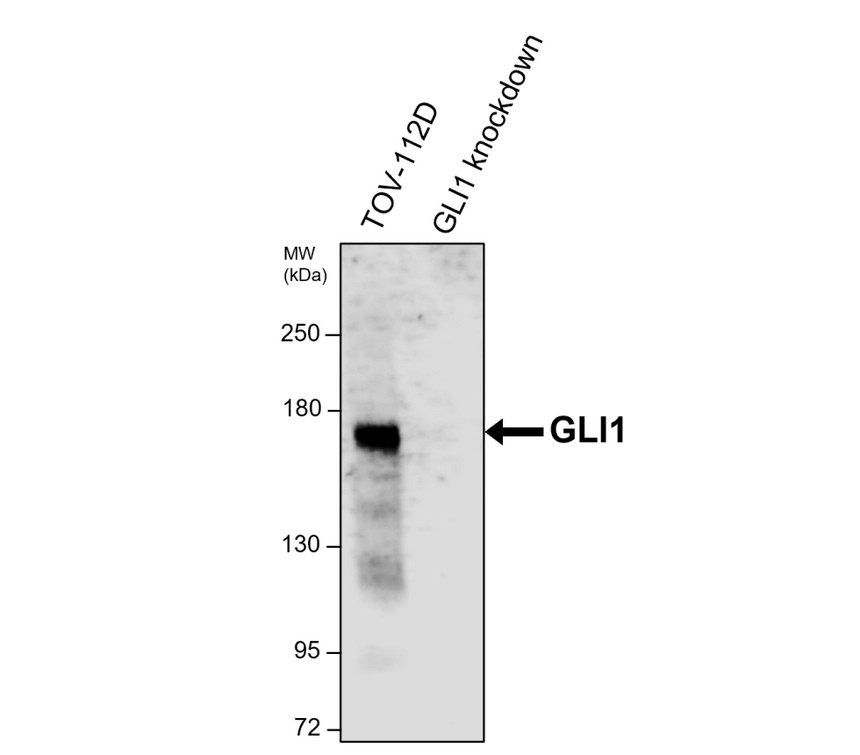 GLI1, monoclonal antibody [23A] (IRM013-草稿) | iReal Biotechnology, Inc.