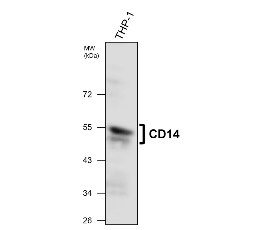 CD14 antibody [PB-2] (IRM302) | iReal Biotechnology, Inc.