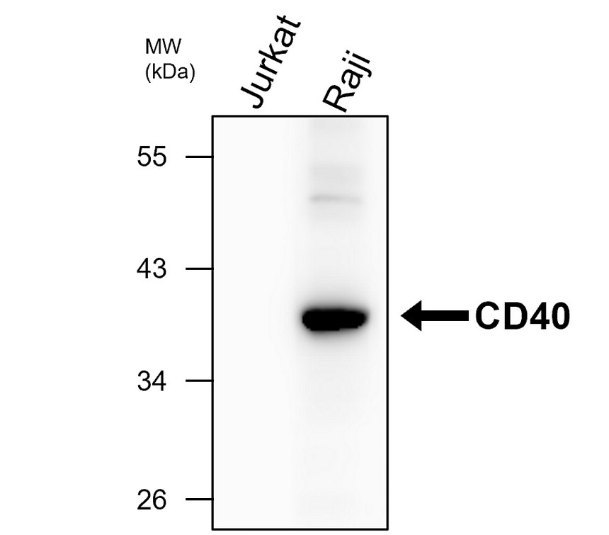 CD40 antibody [PE-5] (IRM305-草稿2024/12/09) | iReal Biotechnology, Inc.