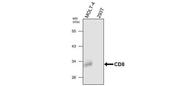 CD8 antibody [PJ-8] (IRM308-草稿2024/12/09) | iReal Biotechnology, Inc.
