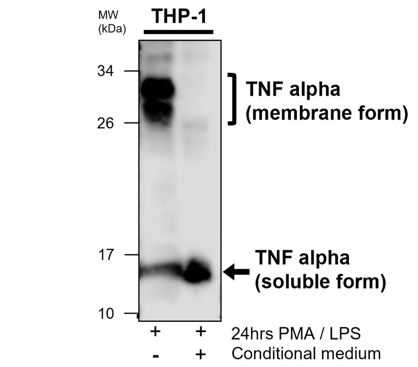 TNF-α antibody [PE-6] (IRM314) | iReal Biotechnology, Inc.