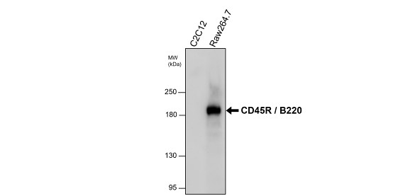 Mouse CD45R / B220 antibody [PH-9] (IRR202) | iReal Biotechnology, Inc.