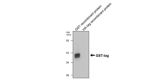 GST tag antibody [PA-3] (IRT005) | iReal Biotechnology, Inc.