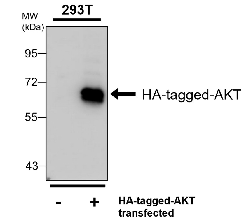 HA tag antibody [PB-4] (IRT006) | iReal Biotechnology, Inc.