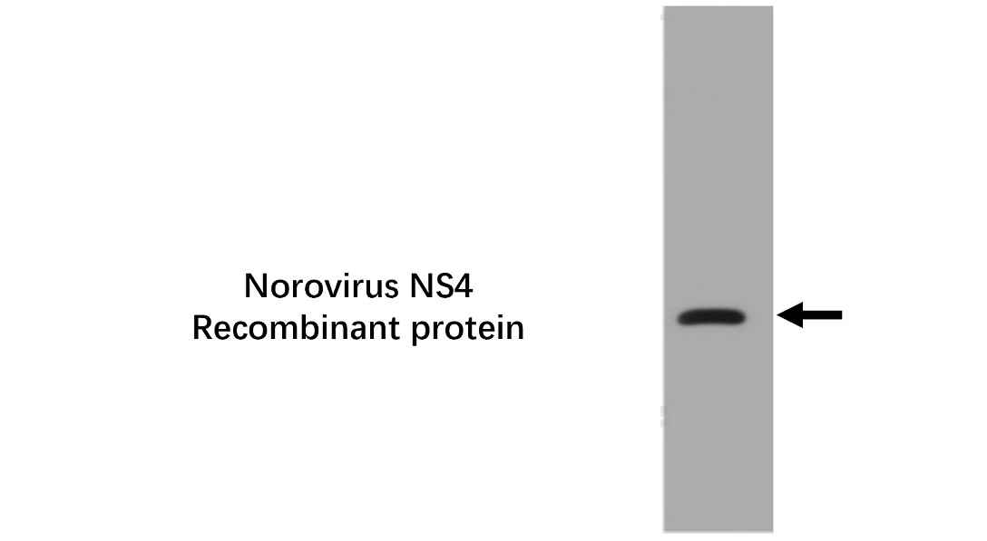 Norovirus NS4 antibody (IRV010) | iReal Biotechnology, Inc.