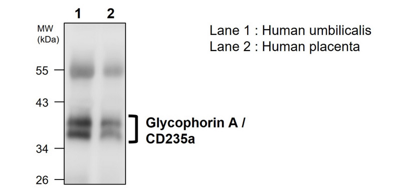 Glycophorin A / CD235a antibody [M520] (IRM319) | iReal Biotechnology, Inc.