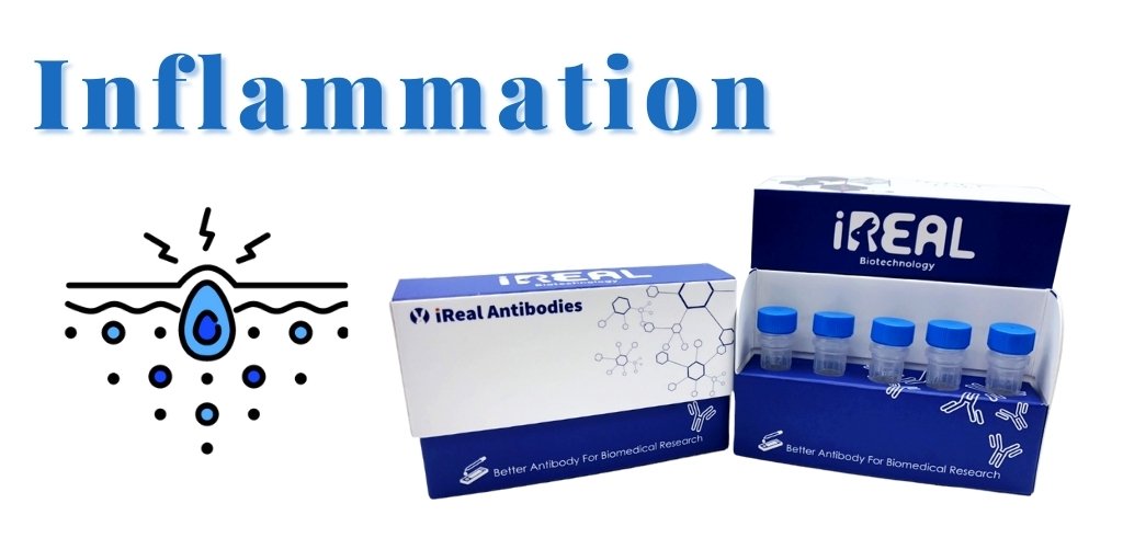 Inflammation Antibody Panel (IRAP5012) | iReal Biotechnology, Inc.