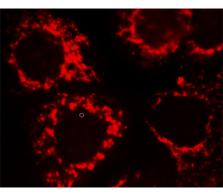 Mouse anti-rabbit IgG, PE Conjugated (IRFS4052) | iReal Biotechnology, Inc.