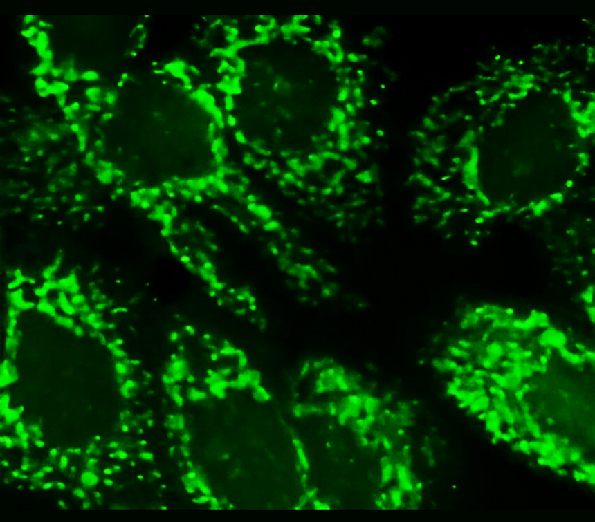 Mouse anti-rabbit IgG, HiLyte Fluor488 conjugated (IRFS4082) | iReal ...