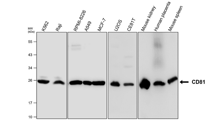 CD81 antibody (IR302-987) | iReal Biotechnology, Inc.