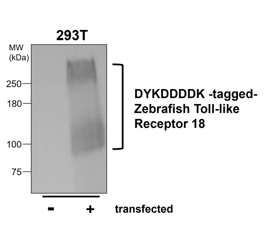 Zebrafish Toll-like Receptor 18 antibody (IRCP230901) | iReal ...