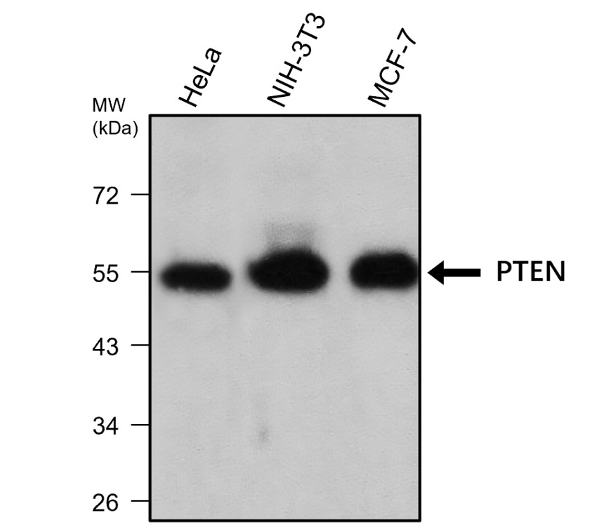PTEN, monoclonal antibody (IRM054) | iReal Biotechnology, Inc.