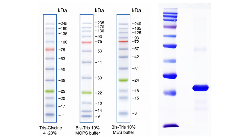 Human TREM2 Protein (IRRP7023) | iReal Biotechnology, Inc.