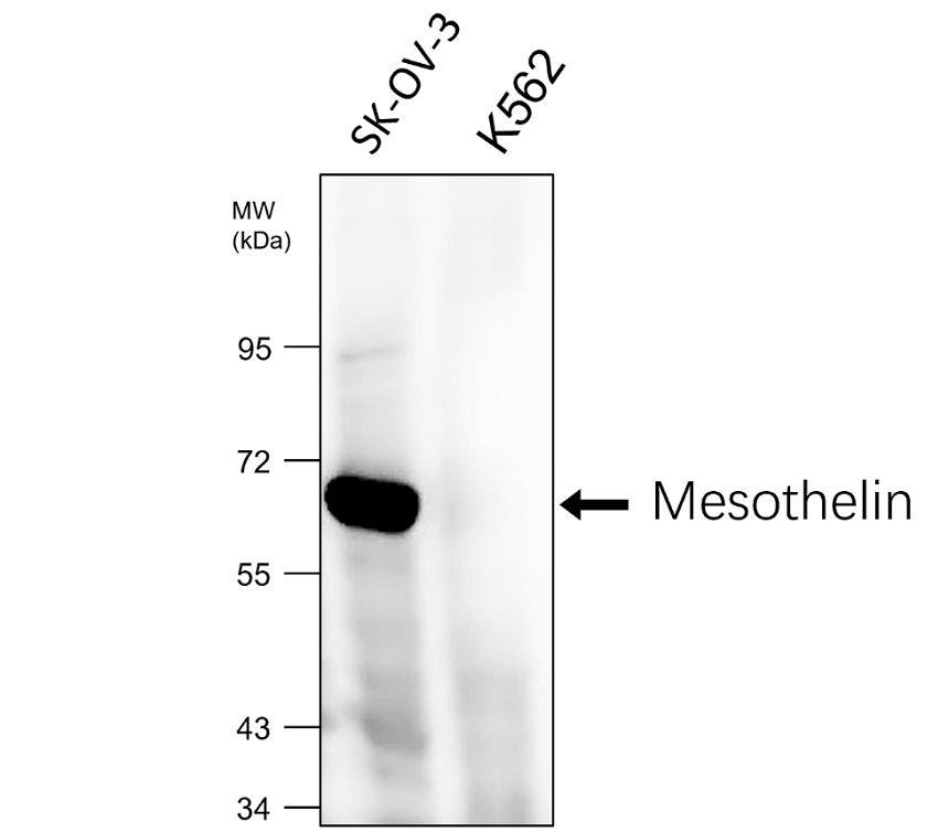 Mesothelin / MSLN VHH (IRAP371-9) | iReal Biotechnology, Inc.