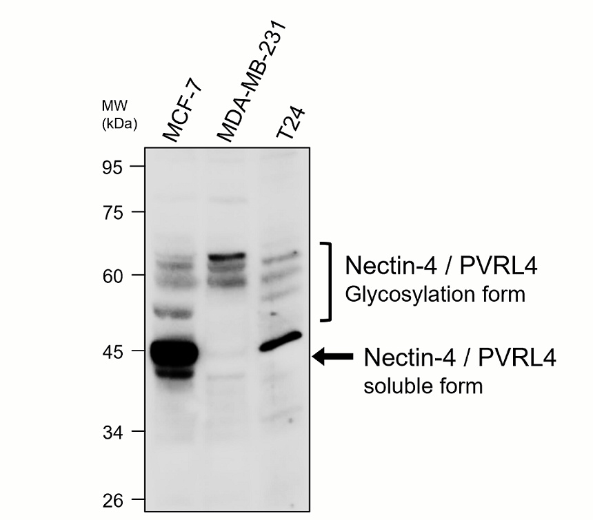 Nectin-4 / PVRL4 antibody (IR283-P1) | iReal Biotechnology, Inc.